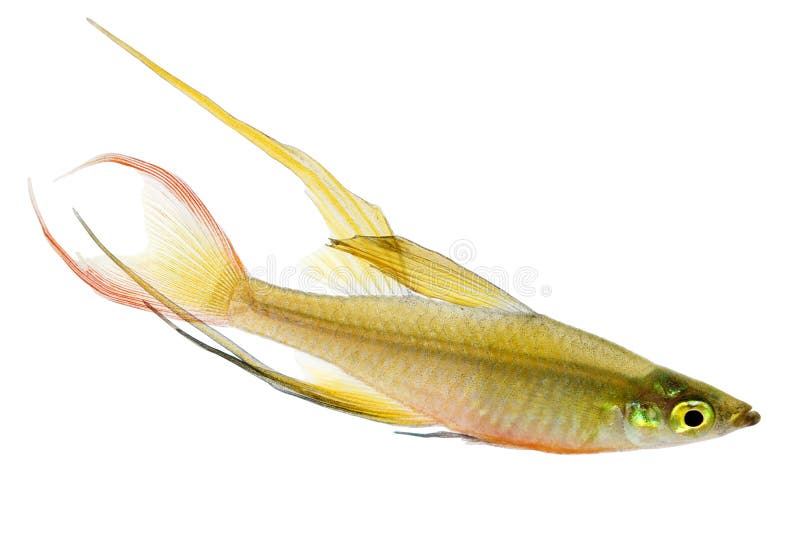 Threadfin Rainbowfish Iriatherina Werneri Featherfin Rainbowfish ...