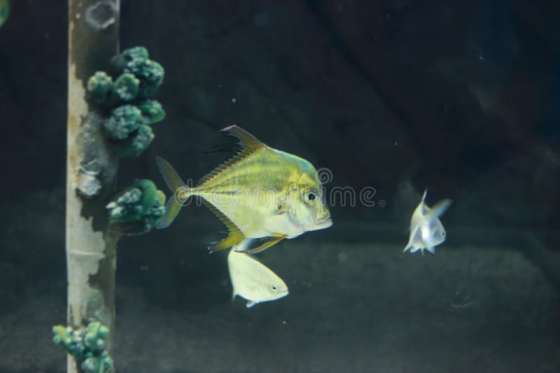 Threadfish indio imagen de archivo. Imagen de estuarios - 56036143