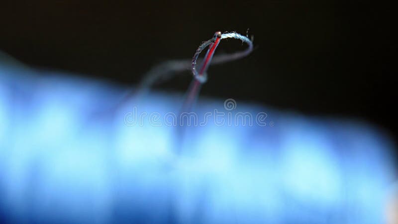 Threading the Eye of a Needle Stock Image - Image of string, cotton ...