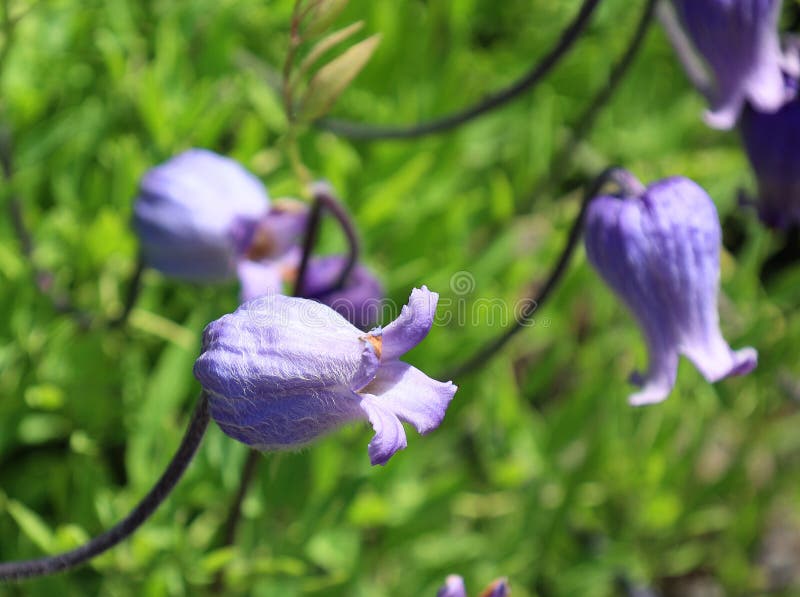 Threadleaf Bluestar (Amsonia Hubrichtii) Stock Image - Image of ...