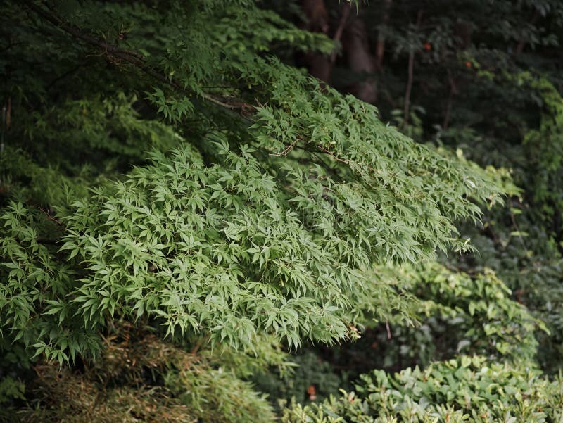 Threadleaf Japanese Maple Tree Stock Image - Image of leaves, nature ...