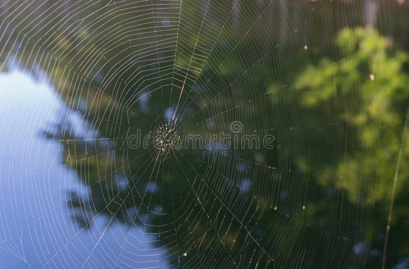The Threads of a Spider`s Web Up Close in a Circular Pattern Stock ...