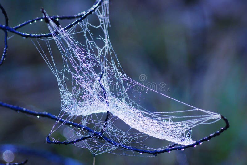 Threads of Web on the Branches of Trees in the Early Morning. Stock ...