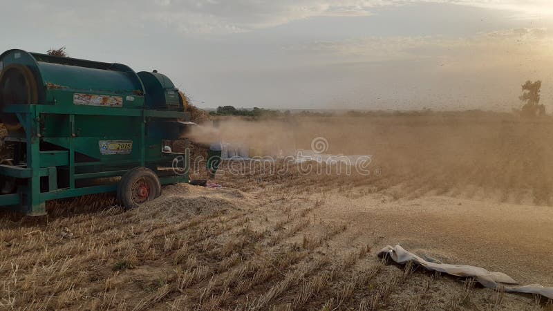 Threasure while Threshing Wheat Crop in Rural Punjab Stock Image ...