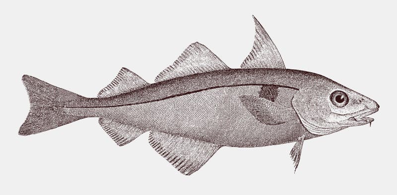 Haddock Stock Illustrations – 1,204 Haddock Stock Illustrations ...