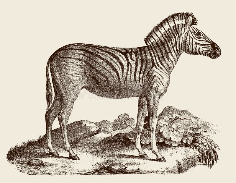 Antique Copperplate Stock Illustrations – 123 Antique Copperplate Stock ...