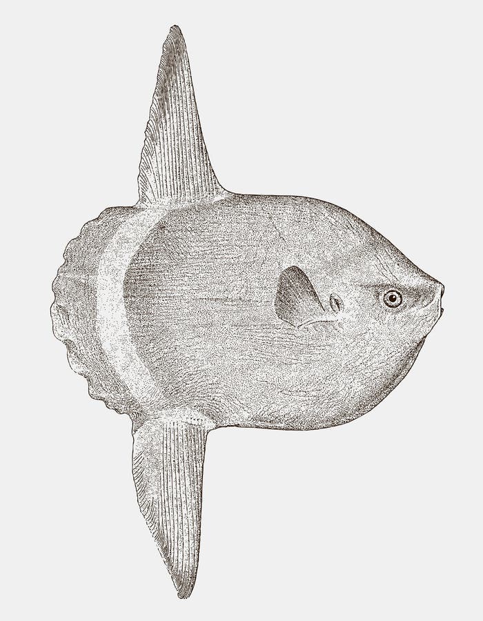 Threatened Ocean Sunfish or Common Mola, Native To Tropical Waters ...