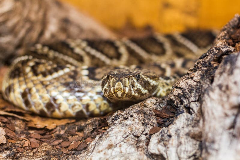Threatening brown snake stock photo. Image of scary - 134118760