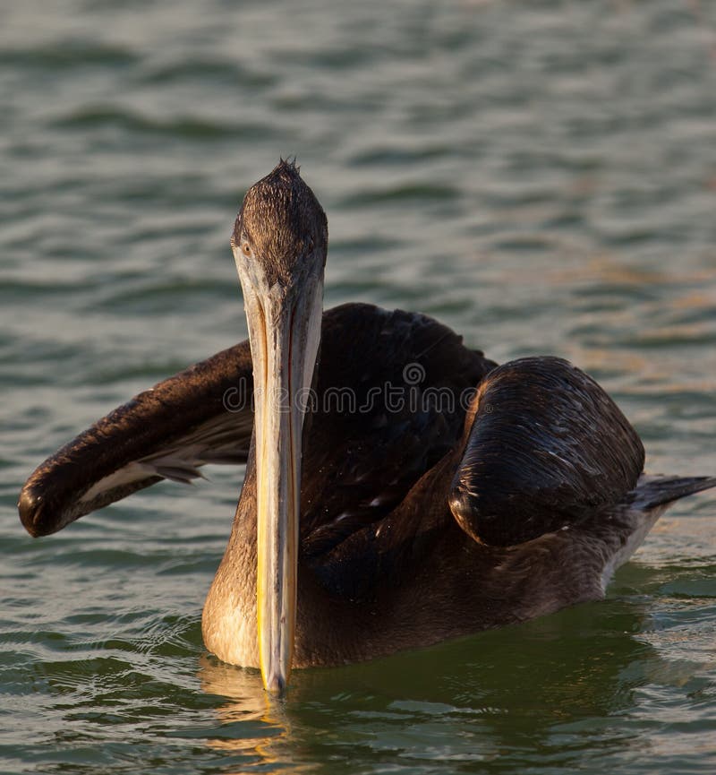 Pelican Attacking a Wild Duck in the Water Stock Photo - Image of ...