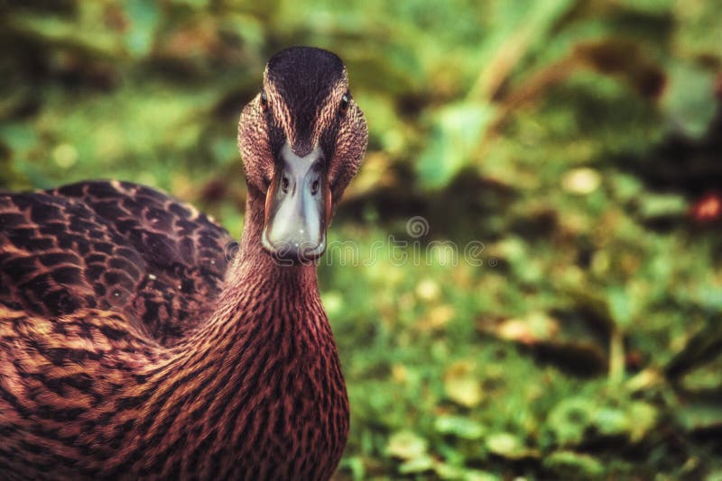 Intense duck stock image. Image of wing, swan, fowl - 203719035