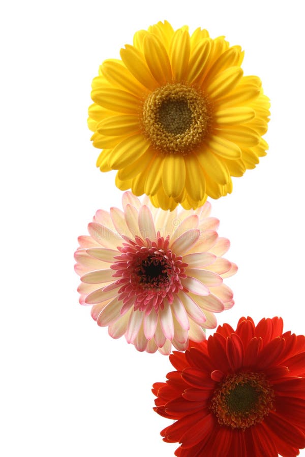 Three stock photo. Image of beautiful, gerbera, bright - 2263166