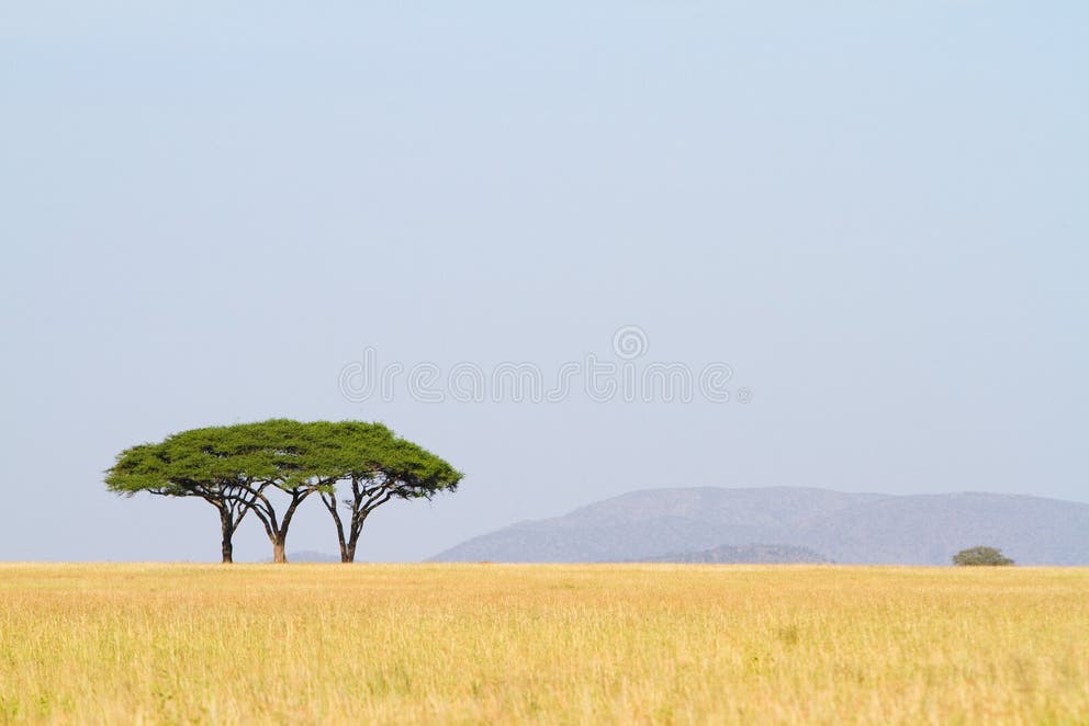 Three acacia trees stock image. Image of flat, daytime - 22042911