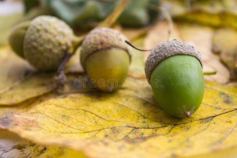 Three acorns stock image. Image of decor, colourful, color - 26102023