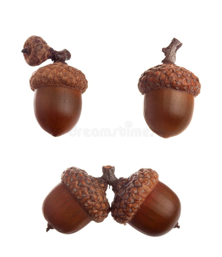 Three acorns stock photo. Image of seed, acorn, brown - 26999464