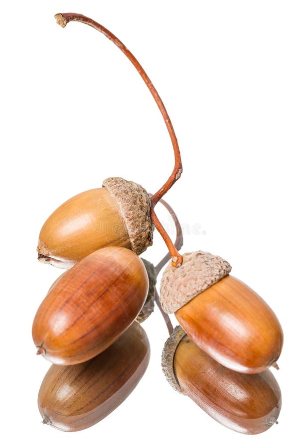 Three acorns stock photo. Image of nature, brown, acorn - 27034244