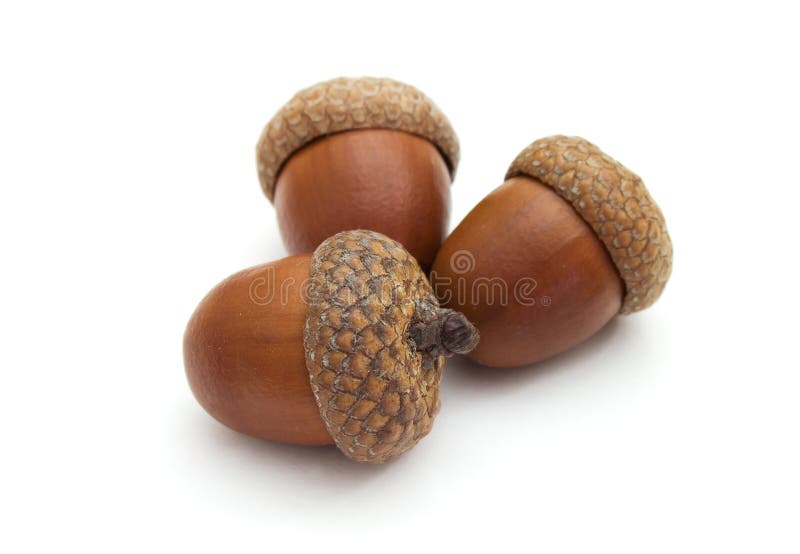 Three acorns stock photo. Image of isolated, close, food - 3572988