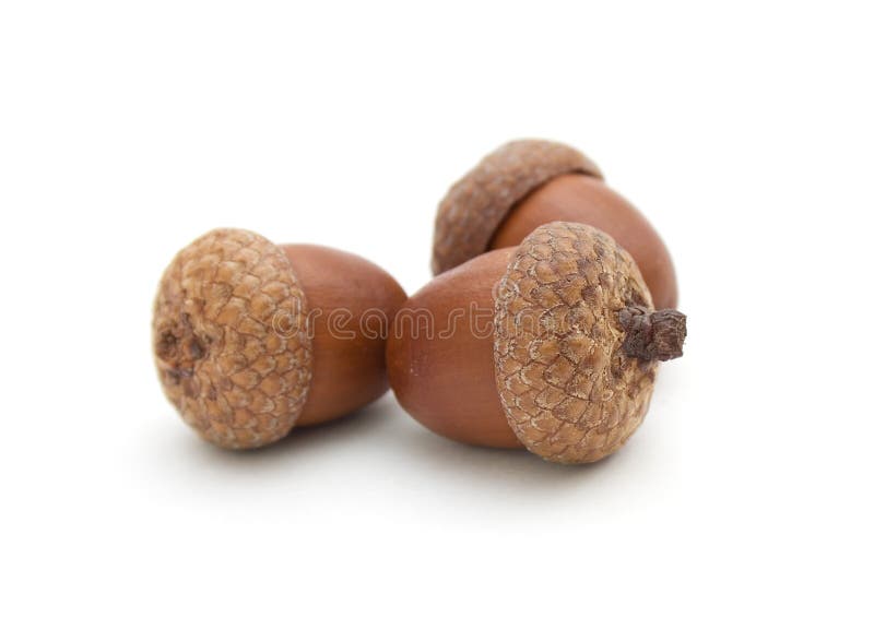 Three acorns stock photo. Image of decoration, macro, autumn - 3644458