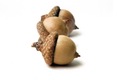 Three Acorns stock image. Image of background, fruit, macro - 750577