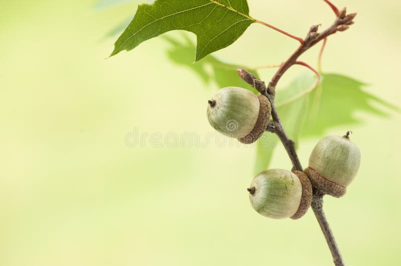 Three acorns on a branch stock photo. Image of blurredbackground ...
