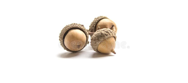 Three Acorns Isolated on White Background Stock Photo - Image of ...