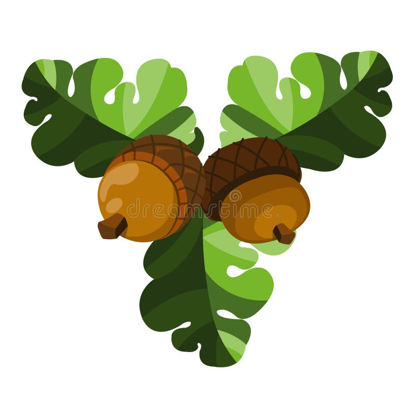 Three Acorns with Oak Leaves Stock Illustration - Illustration of guard ...