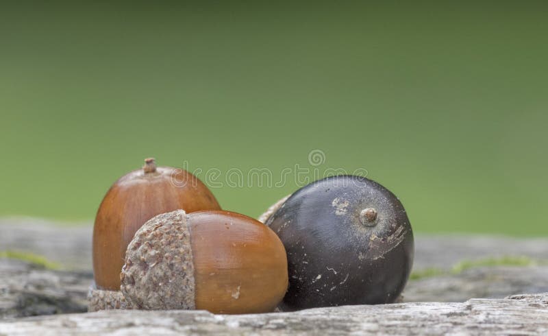 Three acorns stock photo. Image of brown, autumn, small - 99843218