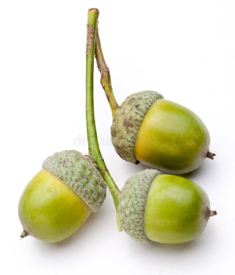 Three acorns stock photo. Image of seed, isolated, acorn - 33131848