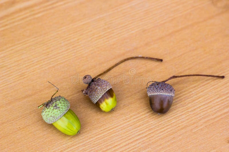 Three Acorns on Wooden Background Stock Image - Image of decor, parks ...