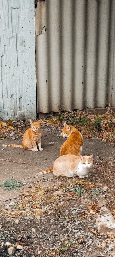 The Three Acrobat Brothers& X27; Cats are Red-haired Stock Image ...