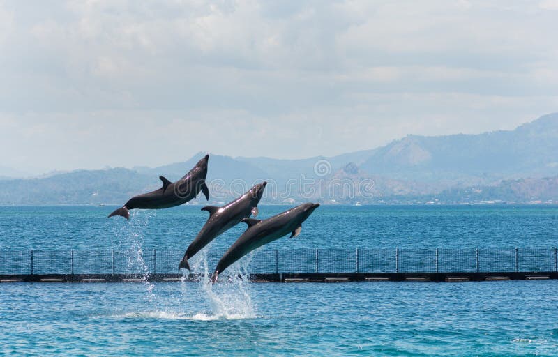 Three Acrobatic Bottle-nose Dolphins Stock Photo - Image of flying ...