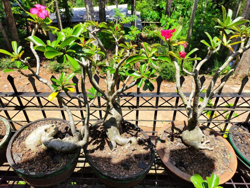 Three adeniums stock image. Image of branch, grown, jungle - 291914761