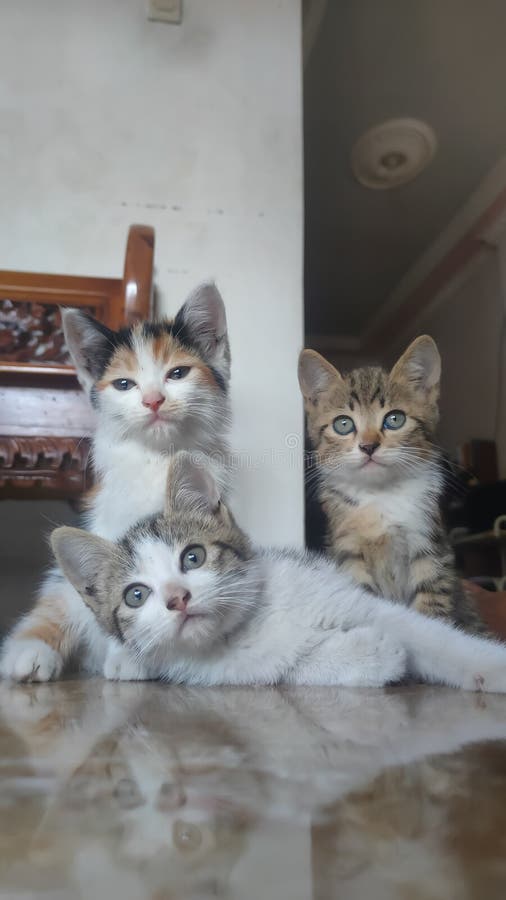 Three Adorable Kittens are Playing Stock Photo - Image of kitten ...