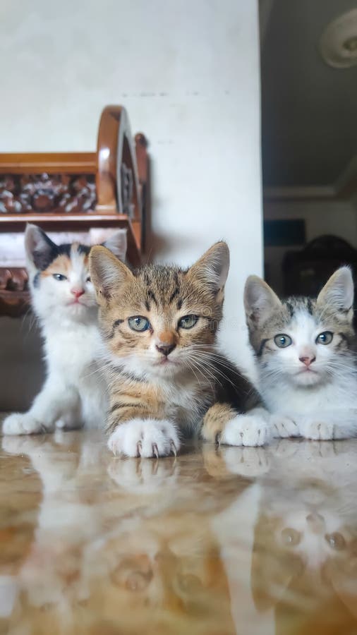 Three Adorable Kittens are Playing Stock Image - Image of playing ...