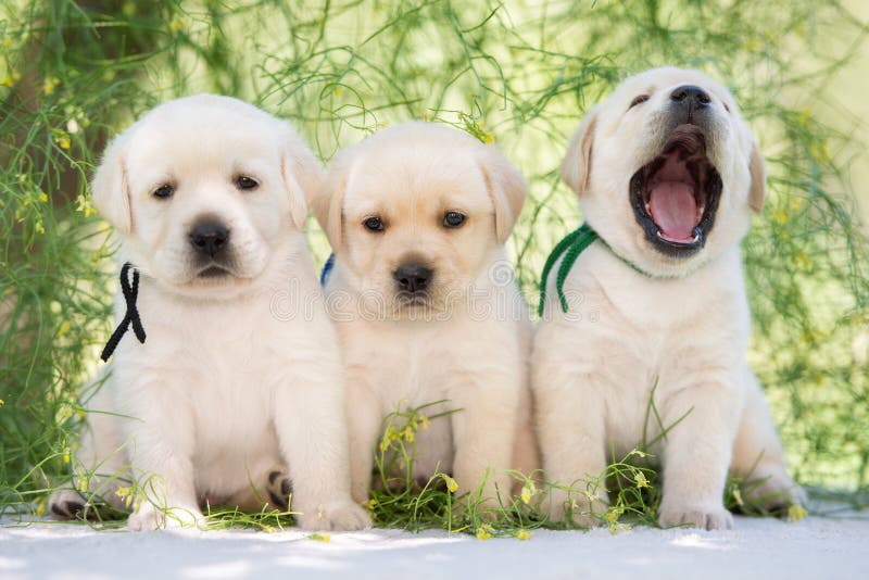 Three Adorable Labrador Retriever Puppies Stock Image - Image of sweet ...