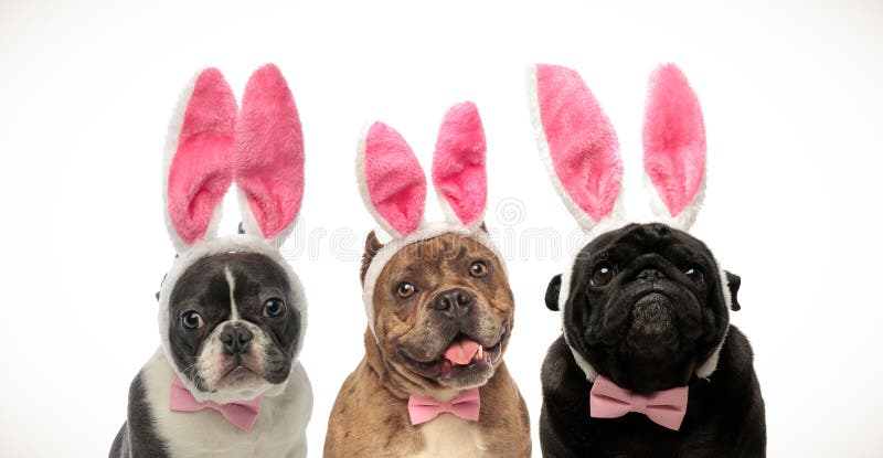 Three Adorable Little Dogs Wearing Bunny Ears for Easter Stock Photo ...