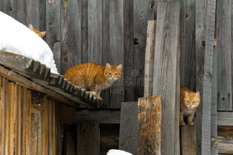 Three adorable red cats stock photo. Image of brown - 214576278