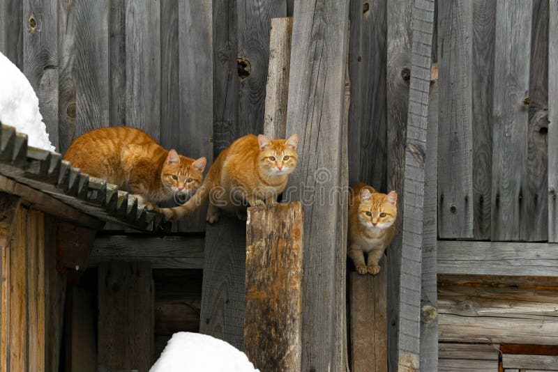 Three adorable red cats stock image. Image of wood, statue - 214576305