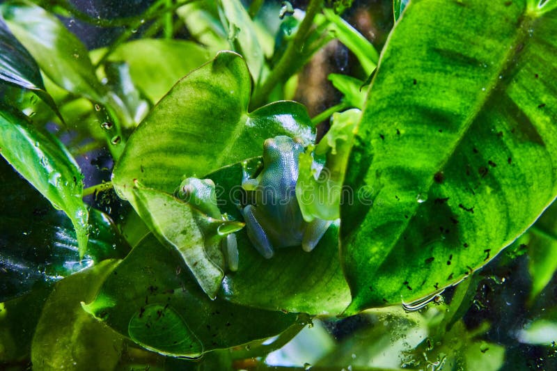 Three Adorable Tree Frogs on Large Green Leaves in Exhibit Stock Photo ...