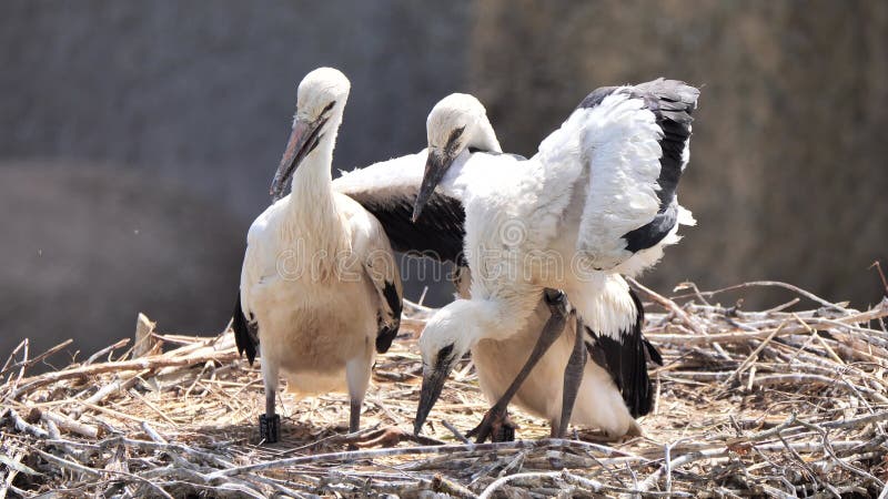 Three Adorable White Storks Having a Rest in Their Nest Stock Video ...