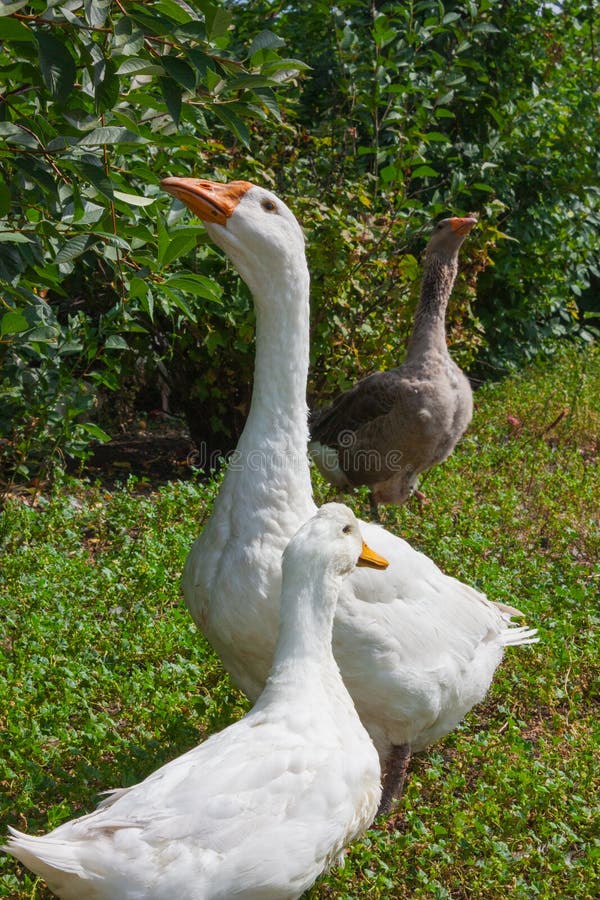 Three adult geese stock image. Image of closeup, green - 81076843