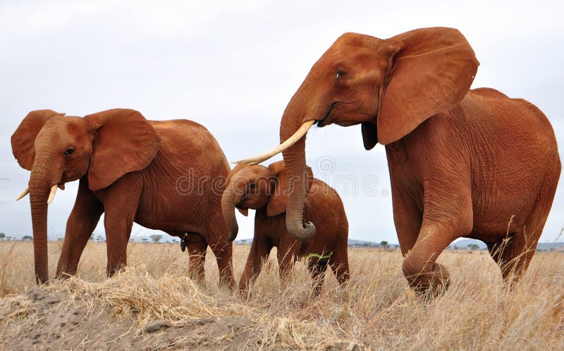 Three african elephants stock image. Image of wild, kenya - 19516459