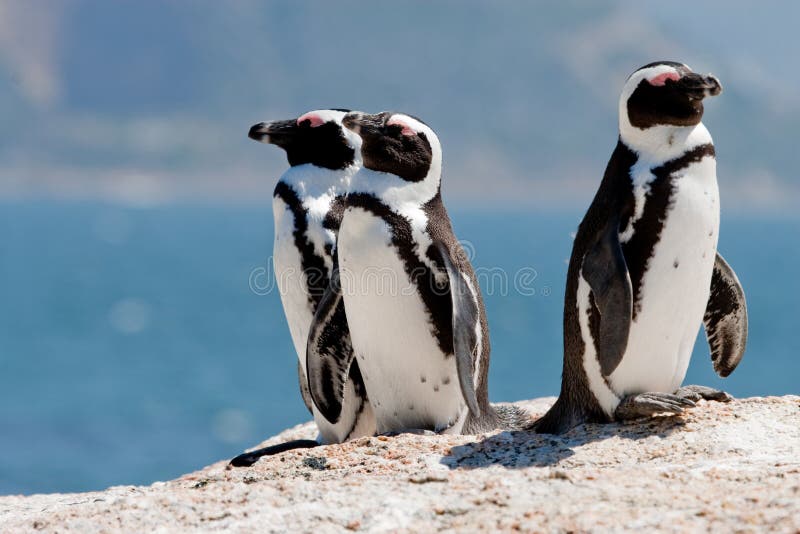 Three African (Jackass) Penguins Stock Image - Image of flippers ...