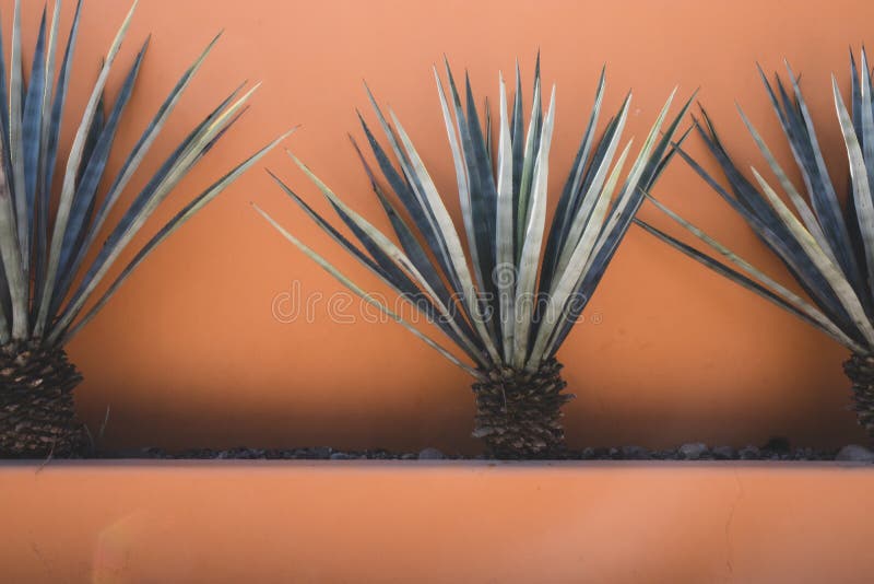 Agave with orange flowers stock image. Image of type - 181902279
