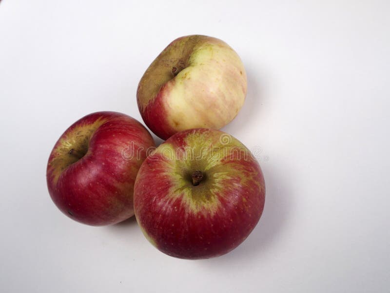Akane Apples Growing on Tree Stock Image - Image of lifestyle ...