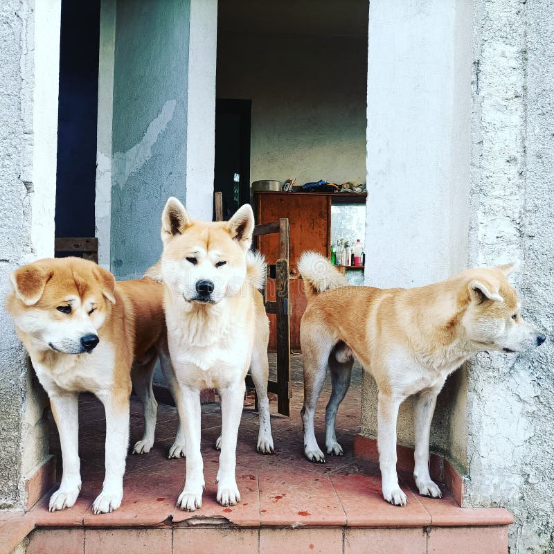 Three Akita inu dogs stock image. Image of breeds, japanese - 328245429