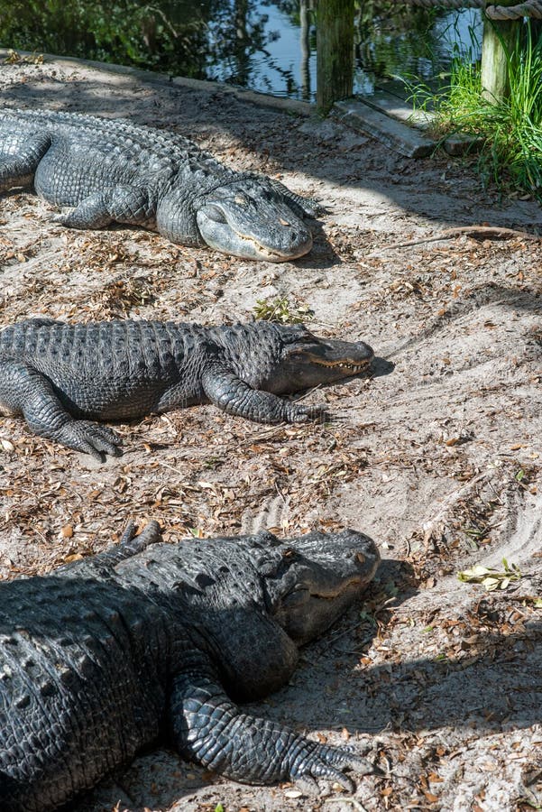 Three Chilling Gators Sunbathing Stock Photo - Image of outdoors, baby ...