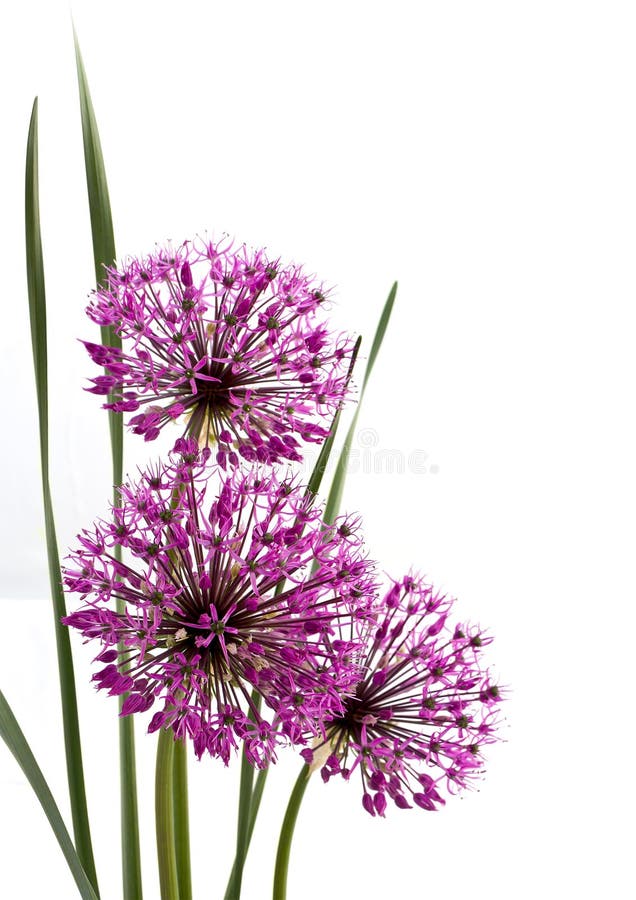 Alliums Border Stock Photos - Free & Royalty-Free Stock Photos from ...