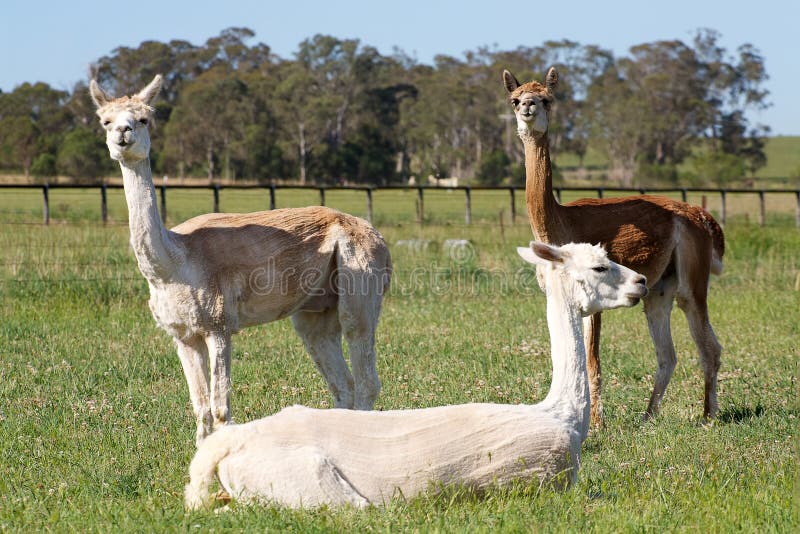 Three alpacas stock photo. Image of beautiful, furry - 27382838
