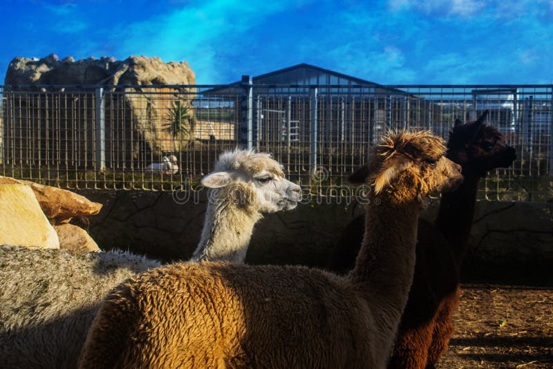 The Three Alpacas stock image. Image of alpha, vicugna - 140211933