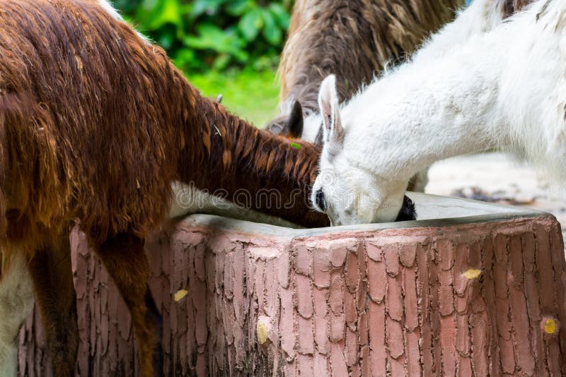 Three Alpacas Eating Food in a Food Feeder in a Zoo Stock Photo - Image ...